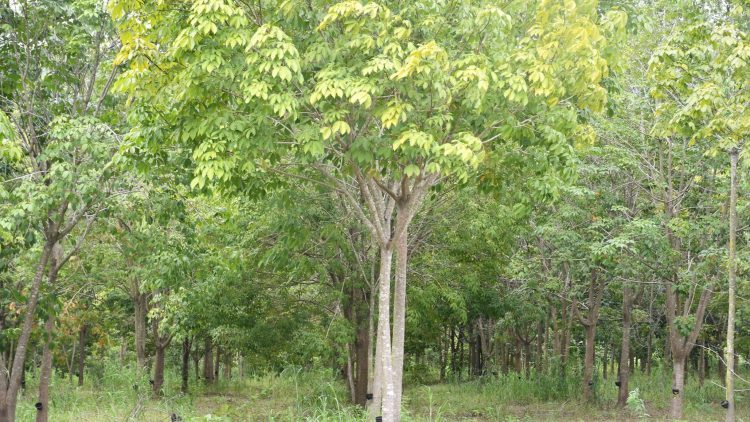 Why are rubber prices falling? Is a U-turn possible in short term ...