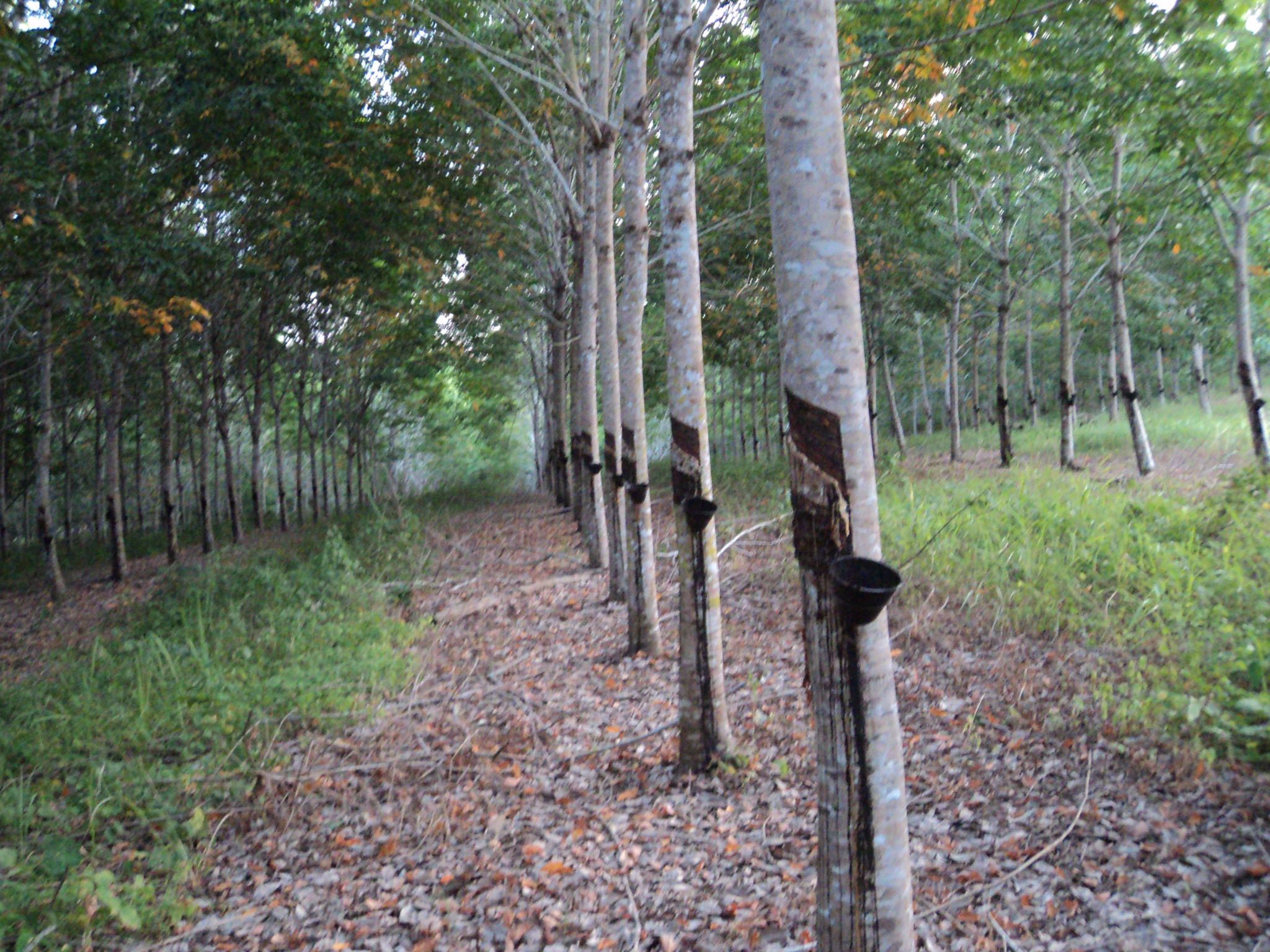 Are Natural Rubber Prices Gearing up for a Trend-break? - What Next ...